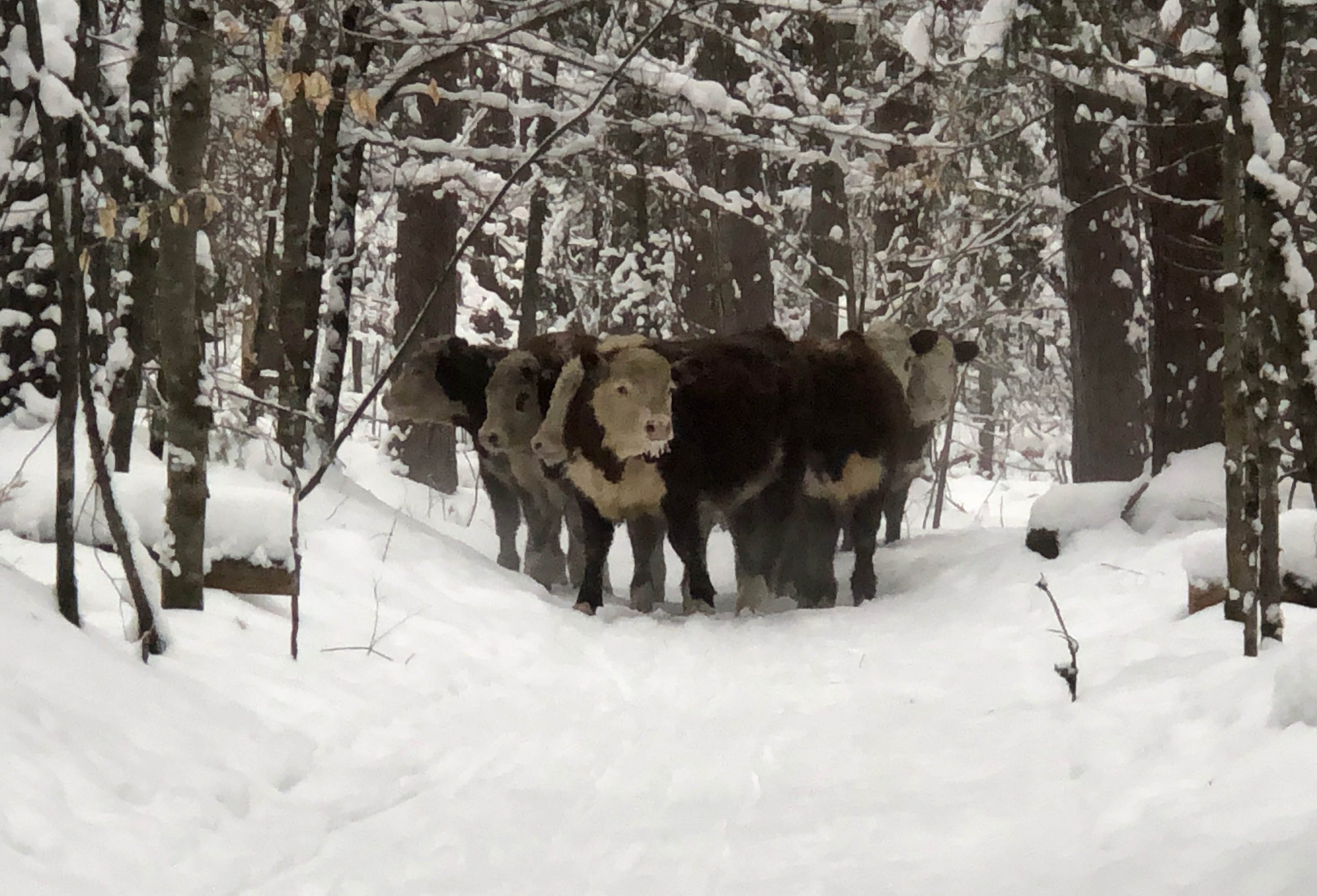 Bovine breakout | News, Sports, Jobs - Adirondack Daily Enterprise